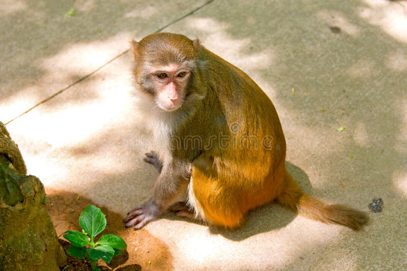 Monkeys Running Around in the Jungle, Eating. Small and Big Plays and ...