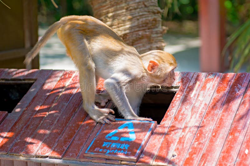 Monkeys Running Around in the Jungle, Eating. Small and Big Plays and ...