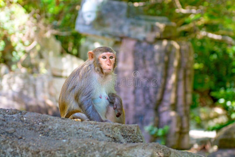 Monkeys Running Around in the Jungle, Eating. Small and Big Plays and ...