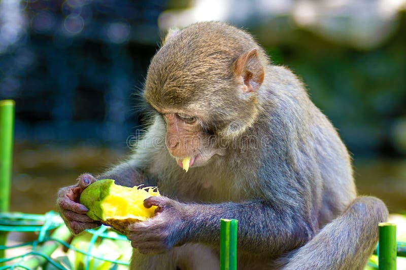 Monkeys Running Around in the Jungle, Eating. Small and Big Plays and ...