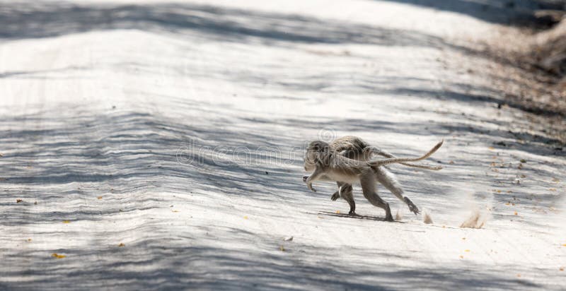 Monkeys Running To the Other Side of the Road Stock Image - Image of ...