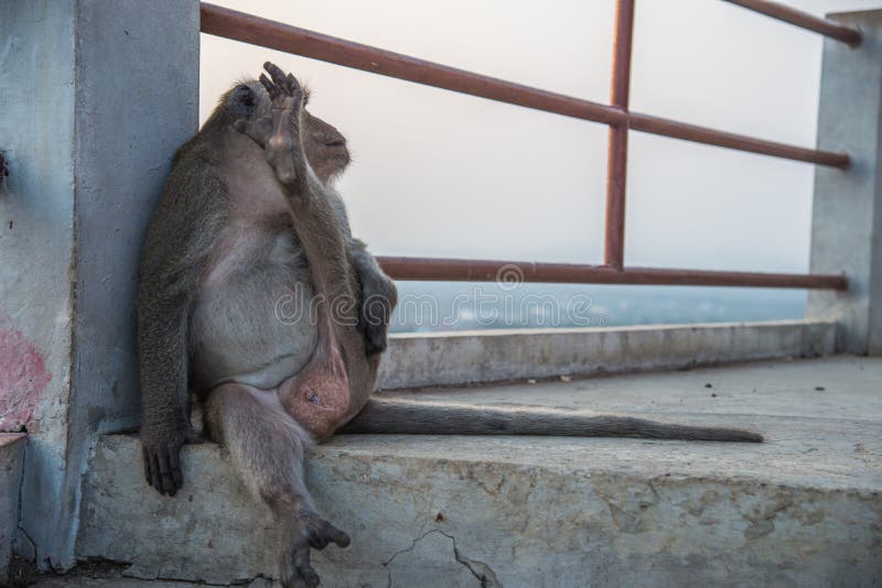 Monkeys Sit on the Boring Life Stock Image - Image of animal, asian ...
