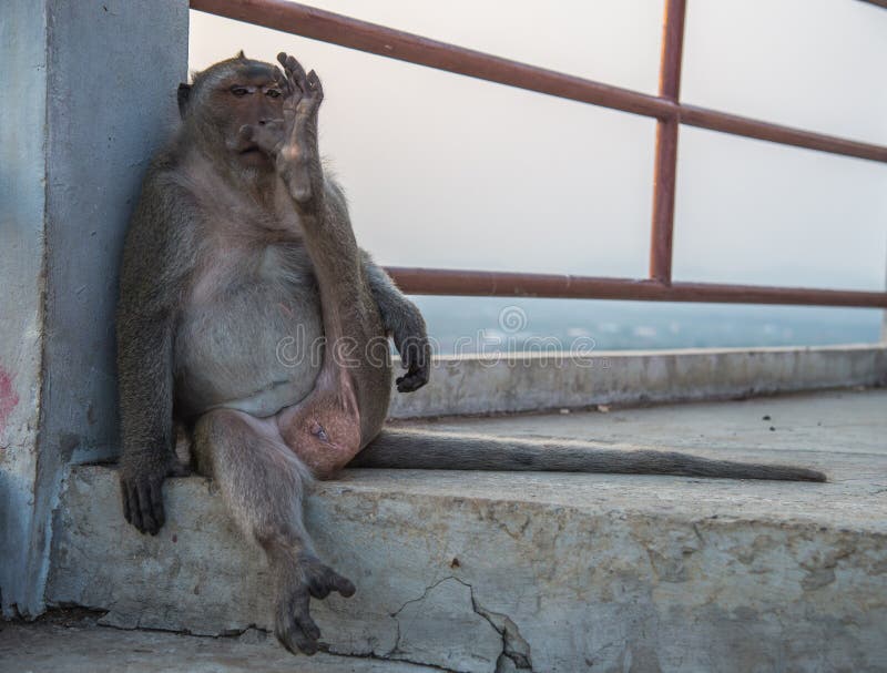 Monkeys Sit on the Boring Life Stock Image - Image of thailand, mammal ...