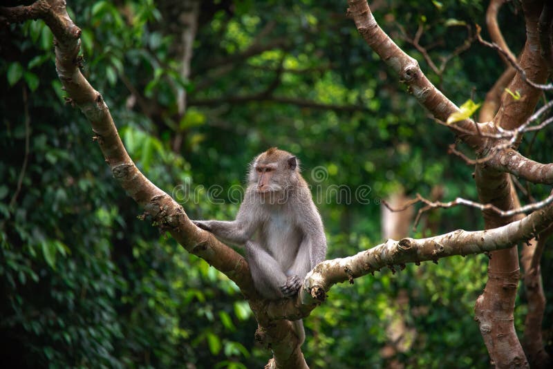 Exploring Bali S Monkey Forest with Playful Monkeys Enjoying Trees and ...