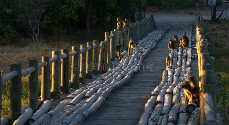 Monkeys are Sitting on the Bridge. Stock Image - Image of zoology ...
