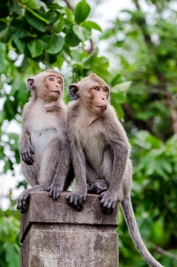 Monkeys Sitting at Concrete Column Stock Image - Image of monkey ...