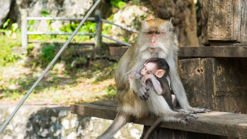 Monkeys Sitting on Staircase, Purity of Love Stock Image - Image of ...