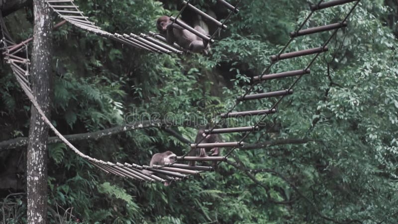 Monkeys Sitting on a Swing Bridge Hanging from a Tree Stock Footage ...