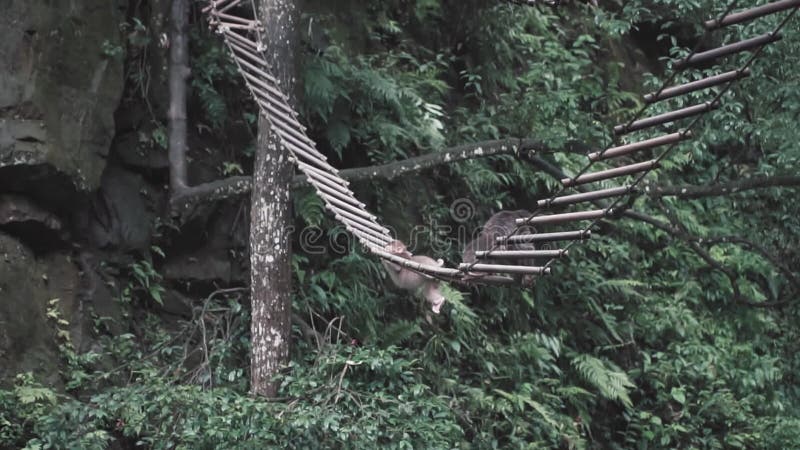 Monkeys Sitting on a Swing Bridge Hanging from a Tree Stock Footage ...