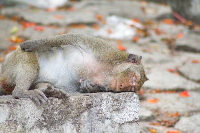 Monkeys sleeping stock image. Image of thailand, mirror - 57116769