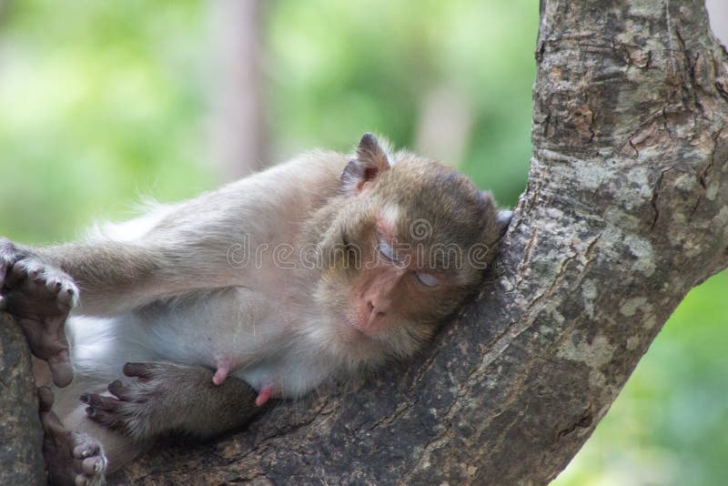 Monkeys sleeping stock image. Image of forest, cute, thailand - 57093627