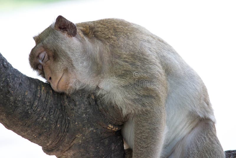 Monkeys sleeping stock photo. Image of thailand, fauna - 58317062