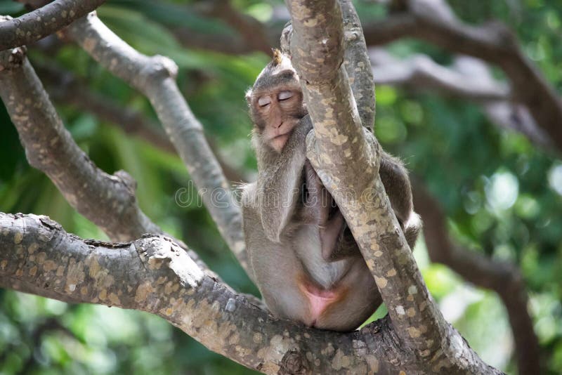 Monkeys sleeping stock photo. Image of natural, monkey - 58317056