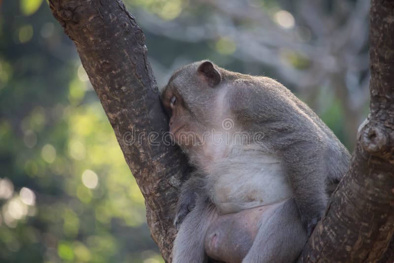 Monkeys sleeping stock image. Image of thailand, mirror - 57116769