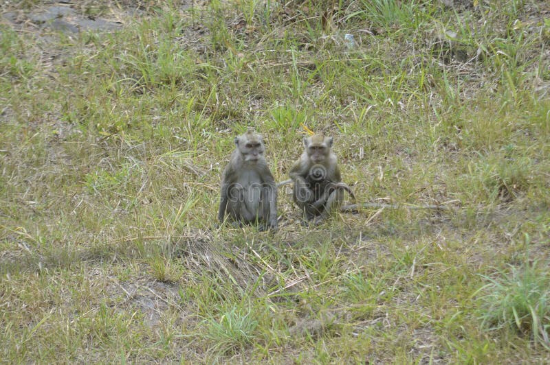 Monkeys on the Slopes of Mount Merapi Stock Photo - Image of mammal ...