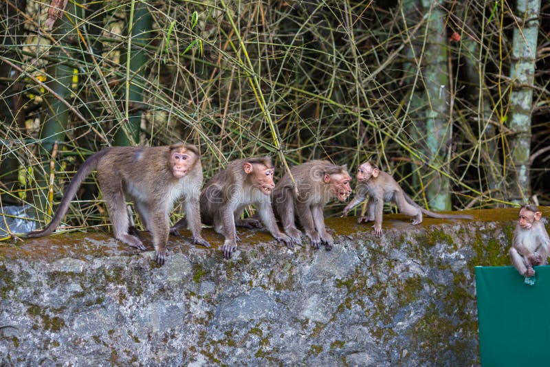 Monkeys smile stock image. Image of covey, mammals, looking - 31075695