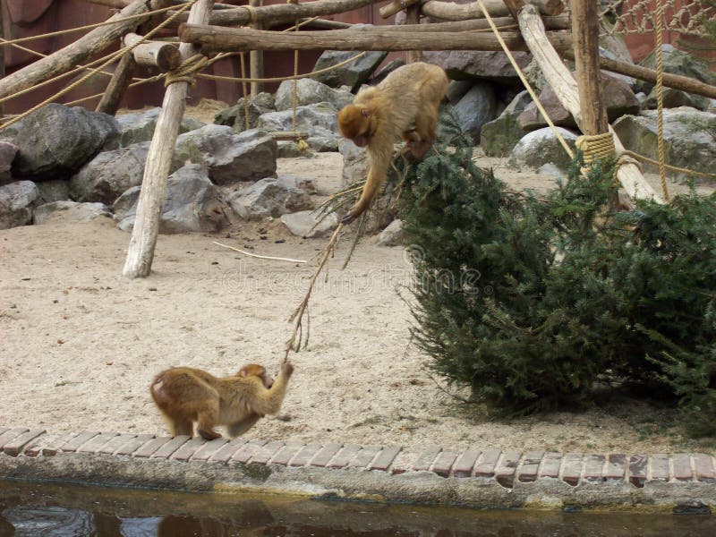 Monkeys stock photo. Image of animals, monkey, together - 55077180