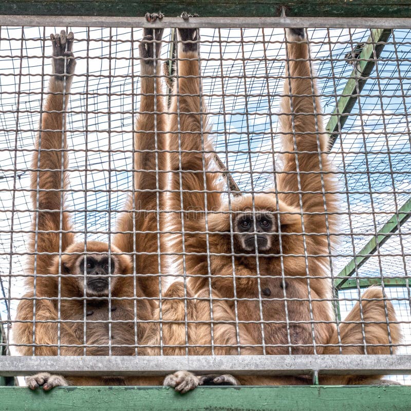 Monkeys Staying in the Cage. Animal Rights Concept Stock Image - Image ...