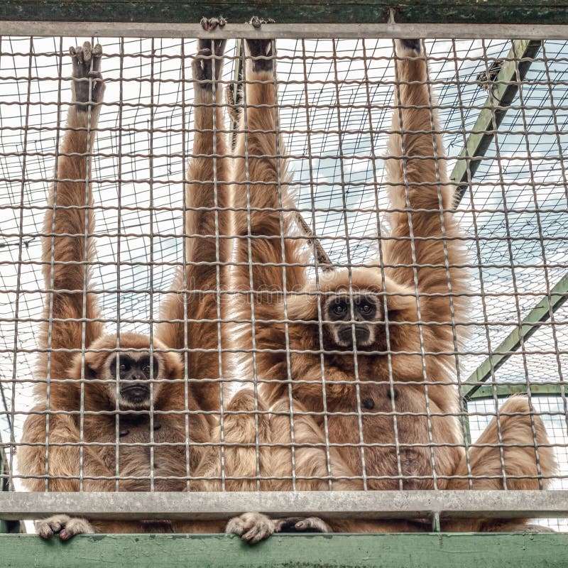 Monkeys Staying in the Cage. Animal Rights Concept Stock Photo - Image ...