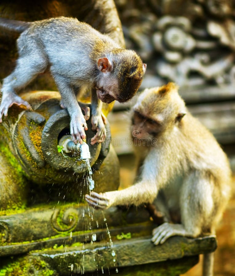 Monkey in a Stone Temple. Bali Island, Indonesia Stock Photo - Image of ...
