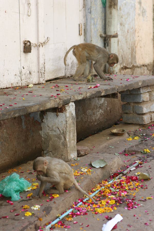 Monkeys on the Street in India Stock Image - Image of monkey, india ...