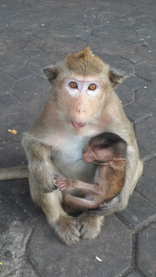 Street Monkeys Living Near the Train Station Stock Image - Image of ...
