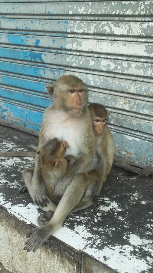Street Monkeys Living Near the Train Station Stock Photo - Image of ...