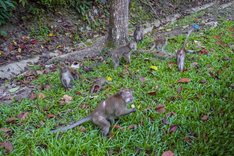 Monkeys on the Streets of Langkawi, Malaysia Stock Photo - Image of ...