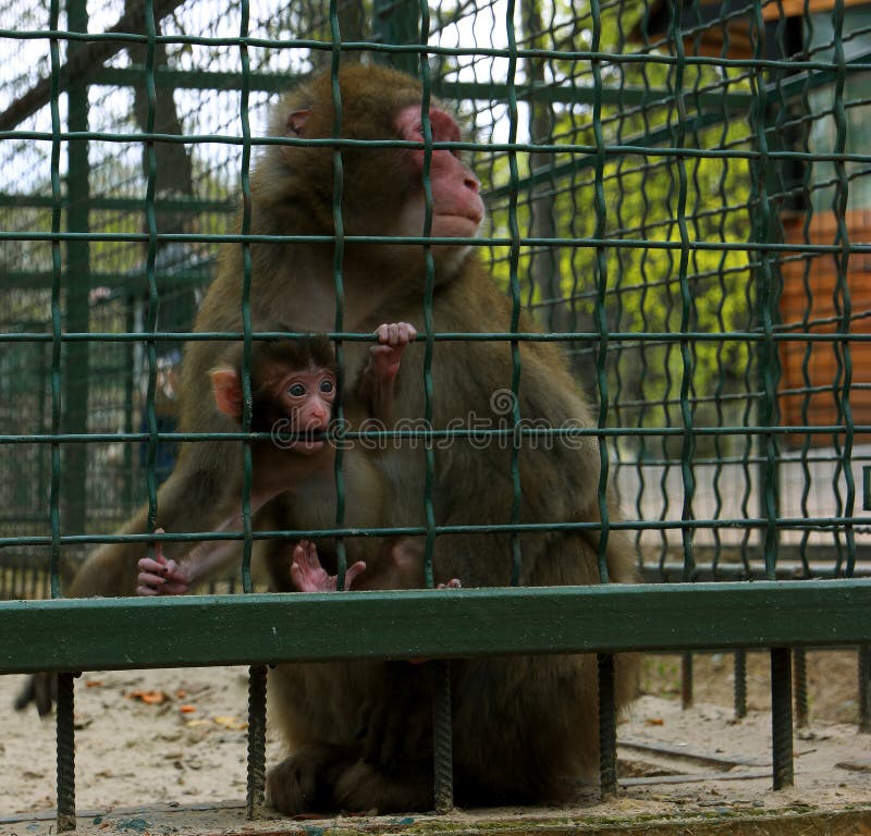Monkeys surprised mother stock photo. Image of head, cage - 84586600