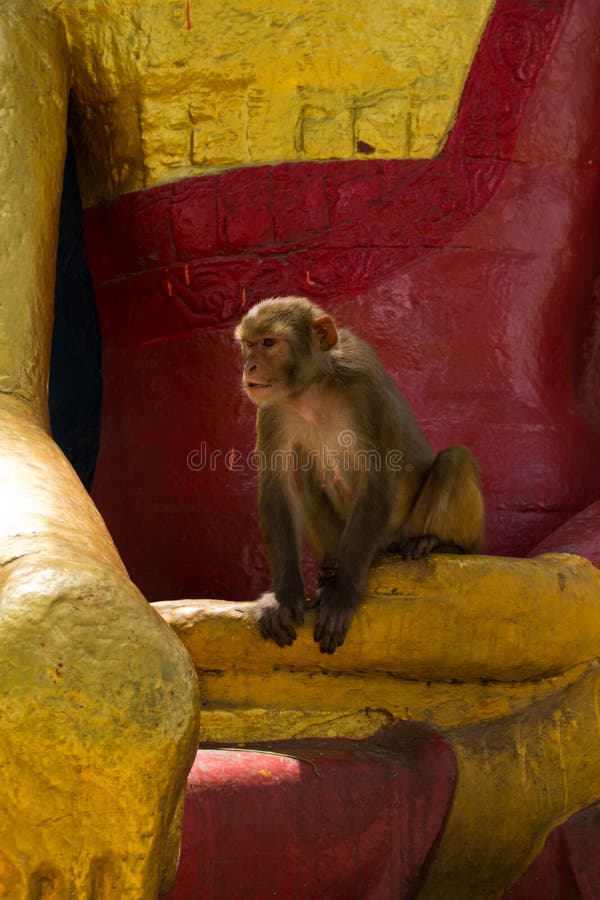 Monkeys of Swayambunath Stupa Kathmandu, Nepal Stock Image - Image of ...
