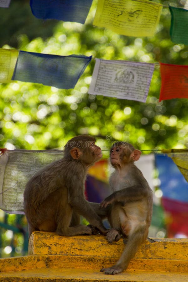 Monkeys at the Swayambunath Temple, Kathmandu, Nepal Stock Image ...