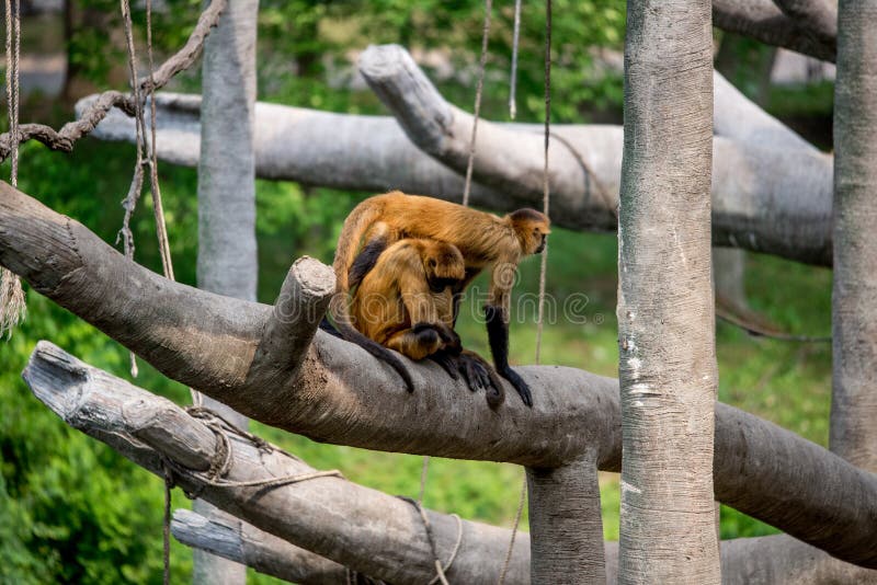 Monkeys, swinging primates stock image. Image of outdoors - 52860049