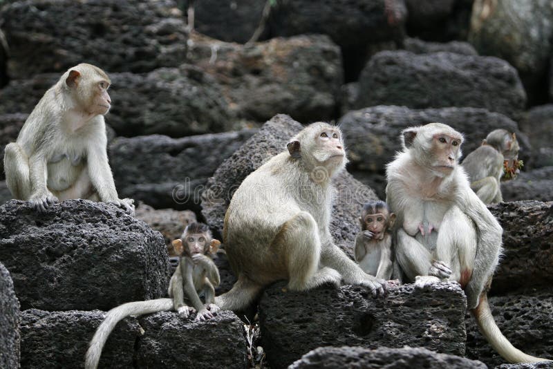 Monkeys on the temple stock image. Image of baby, rainy - 6101769