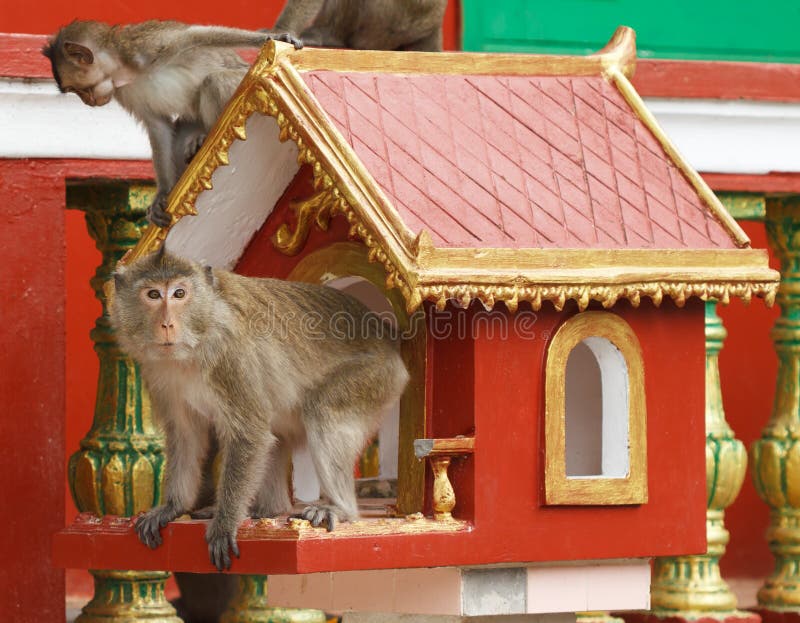Monkeys in temple stock image. Image of family, africa - 50832825