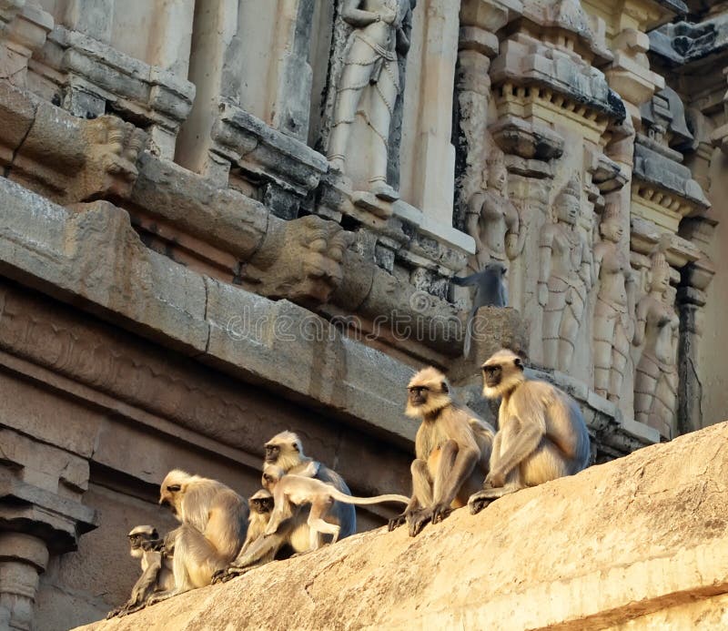 Monkeys stock image. Image of monkey, india, karnataka - 57170855