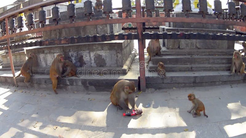 Monkeys in a Temple Complex Stock Video - Video of tree, beach: 105387919