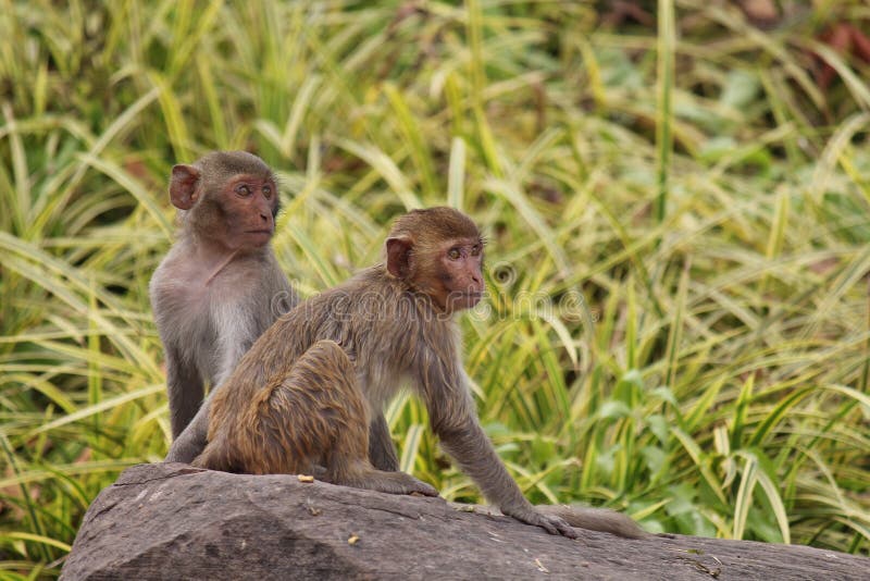 Monkey stock image. Image of mammal, belike, worry, animal - 111182021