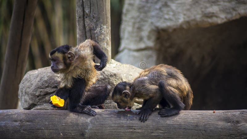 Monkeys stock photo. Image of carnivore, nodoby, blue - 38558708