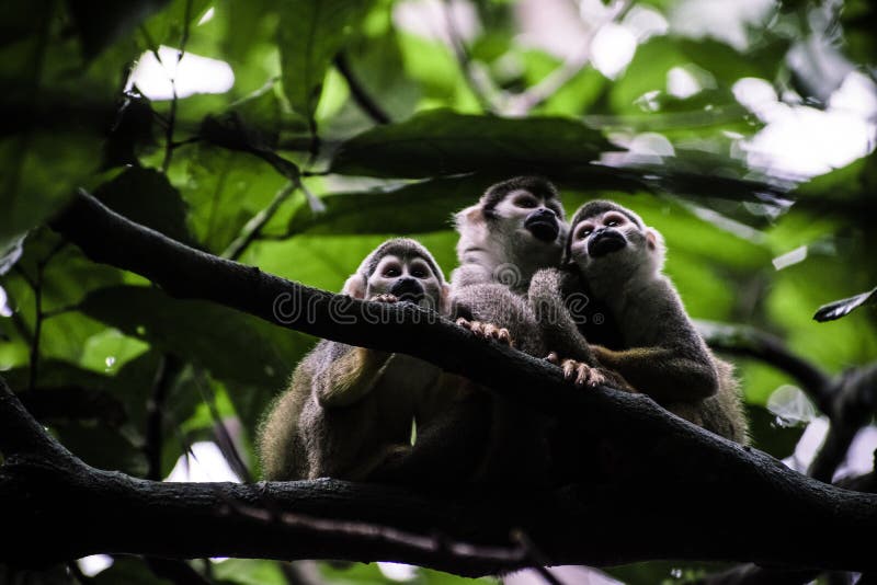 Monkeys in trees stock image. Image of walking, facts - 33977837