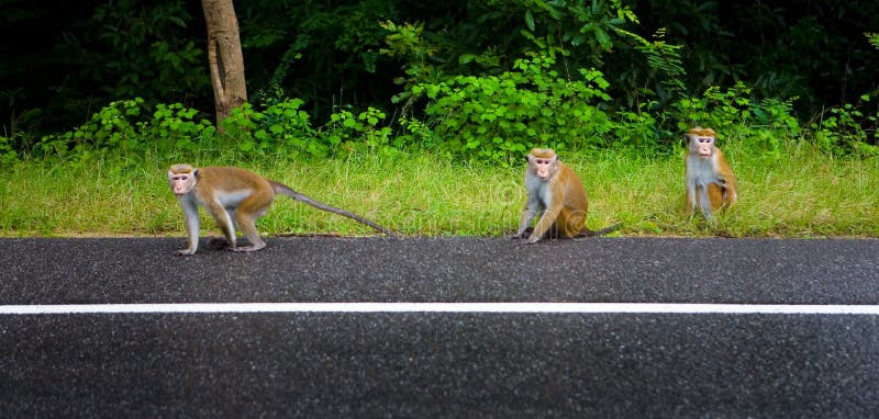 Monkeys in line stock photo. Image of monkey, waiting - 26500338