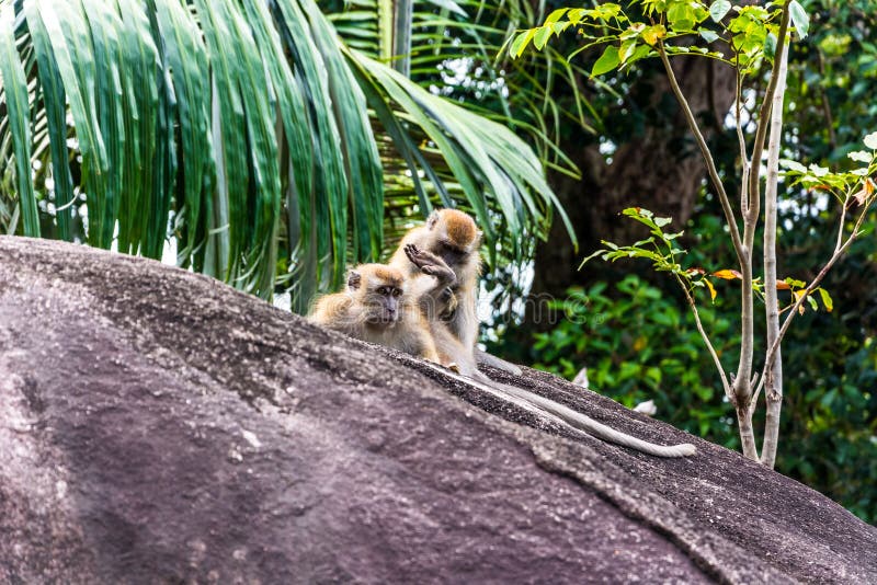 Monkeys of Tioman island stock photo. Image of malaysia - 73492526