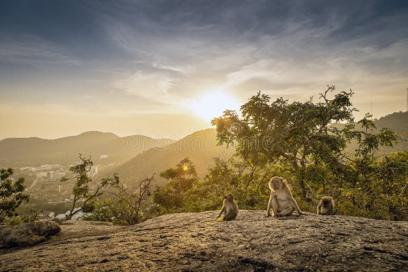 Two Monkeys on the Mountain Stock Photo - Image of family, wildlife ...