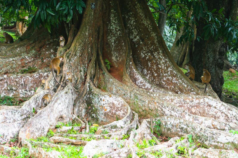 The Amazing Root System of Redwood Trees Sequoia Sempervirens Stock ...