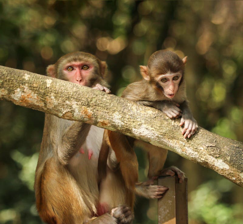 Monkeys on a Tree Branch in Nature Stock Photo - Image of animals ...
