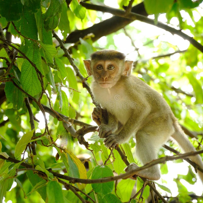 Monkeys stock photo. Image of cute, fluffy, mischief - 80248380