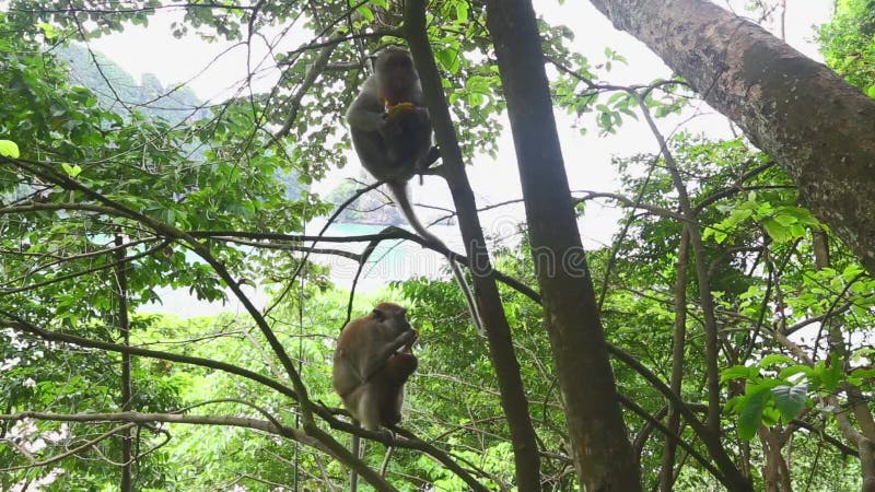 Monkeys in the Trees in the Jungle Stock Video - Video of ocean, nature ...