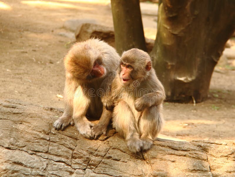 Two Monkeys Talking Stock Photos - Free & Royalty-Free Stock Photos ...