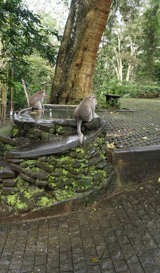 Monkeys at Ubud Monkey Forest , Ubud, Bali, Indonesia Stock Image - Image of southeast, travel ...