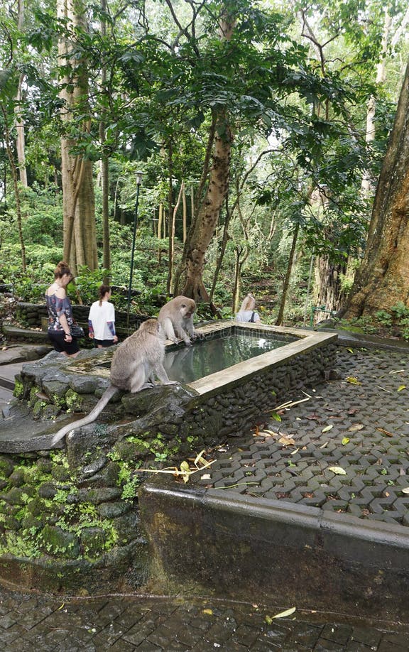 Monkeys at Ubud Monkey Forest , Ubud, Bali, Indonesia Editorial ...