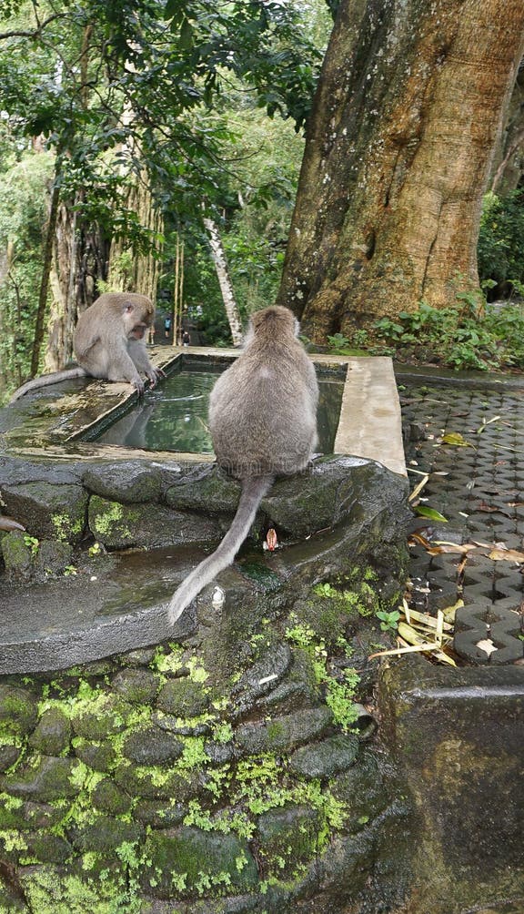 Monkeys at Ubud Monkey Forest , Ubud, Bali, Indonesia Stock Image ...